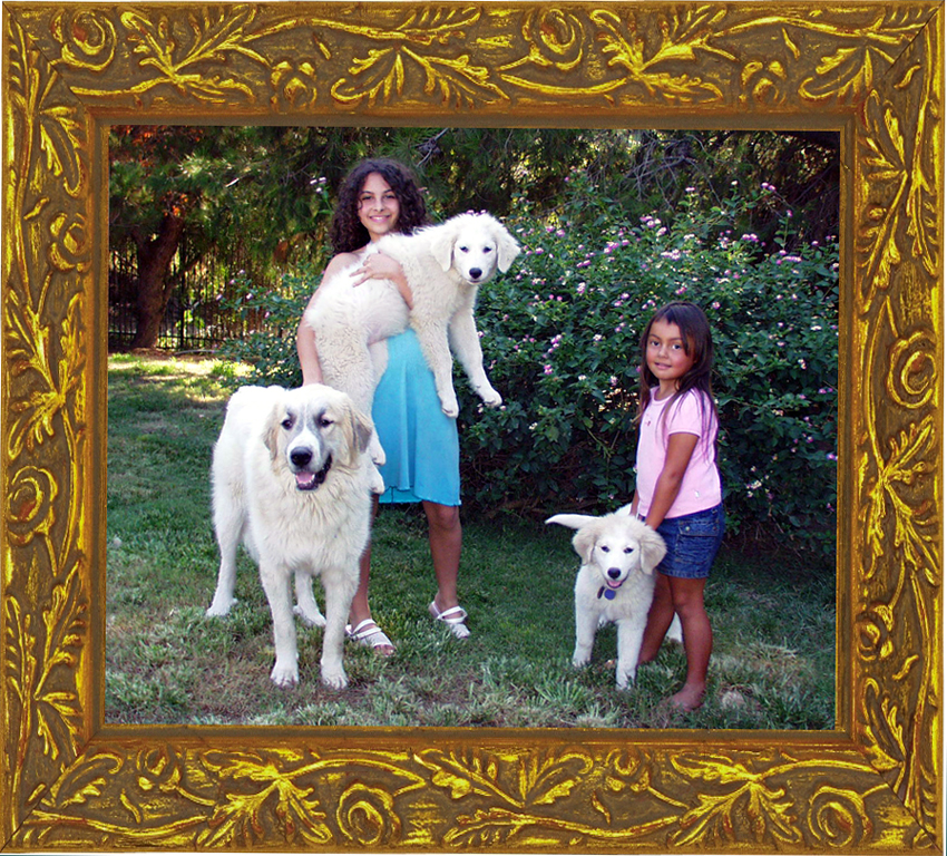 Great Pyrenees at Gentle Giants Rescue and Adoptions