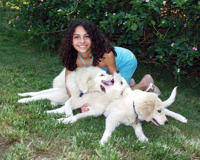Great Pyrenees at Gentle Giants Rescue and Adoptions
