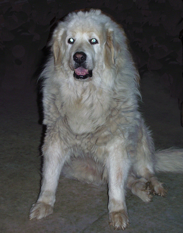 Great Pyrenees at Gentle Giants Rescue and Adoptions